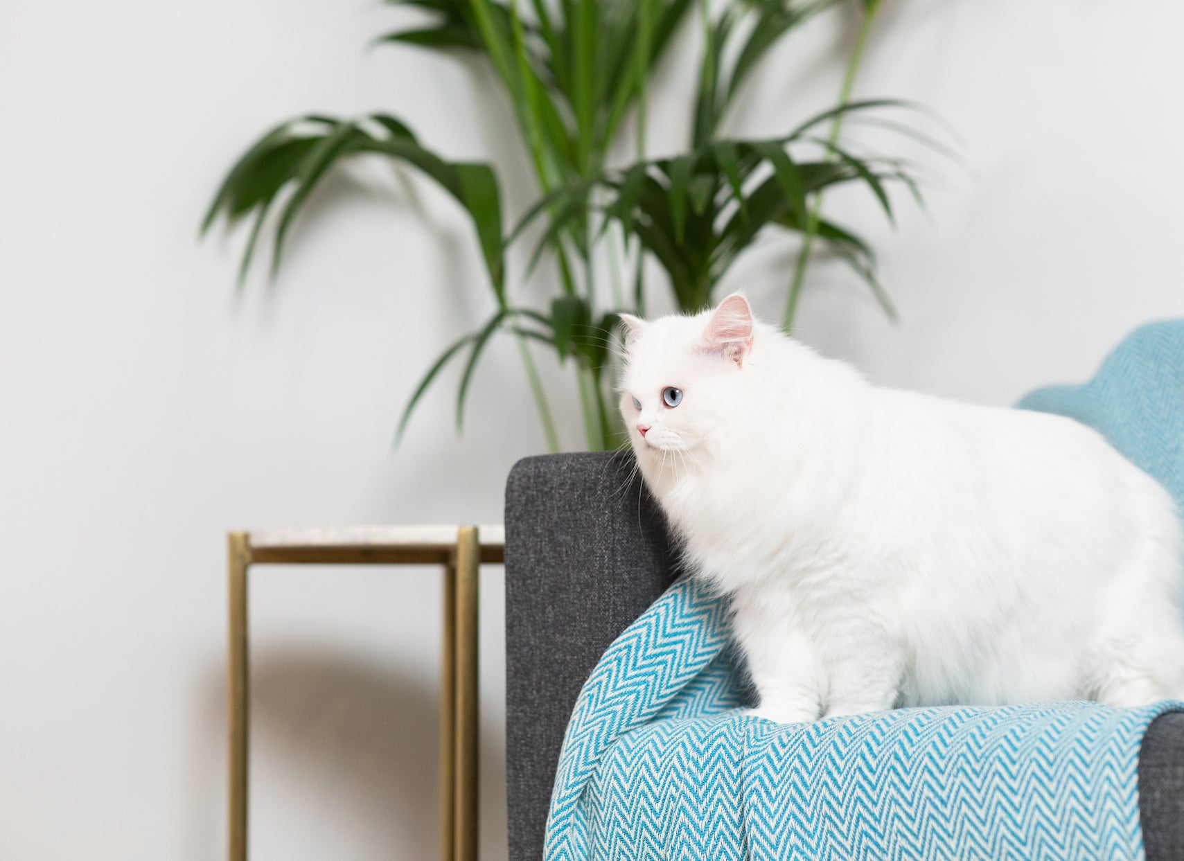 Kedi Bakımı | Ever Clean Turkey